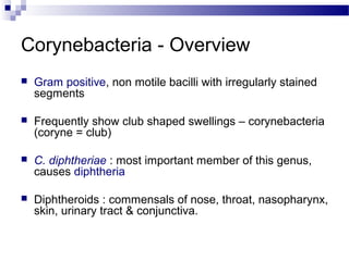 Corynebacteria by Dr. Rakesh Prasad Sah | PPT