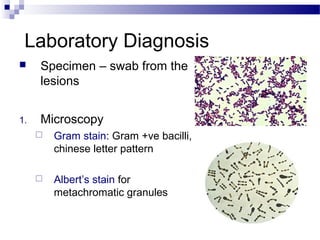 Corynebacteria by Dr. Rakesh Prasad Sah | PPT
