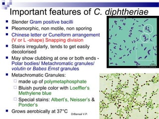 Corynebacteria by Dr. Rakesh Prasad Sah | PPT