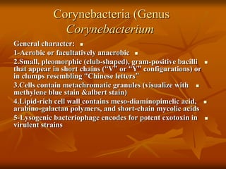 Corynebacteria.pdf