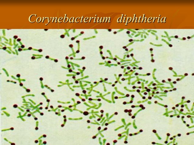 Corynebacteria.pdf