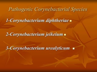 Corynebacteria.pdf
