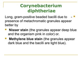 Corynebacteria species short notes on ppt | PPT