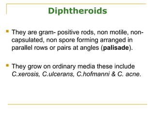 Corynebacteria species short notes on ppt | PPT