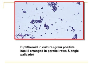 Corynebacteria species short notes on ppt | PPT