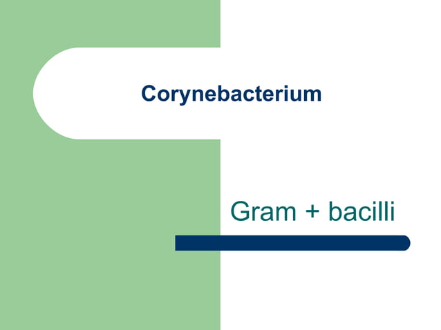 Corynebacterium | PPT