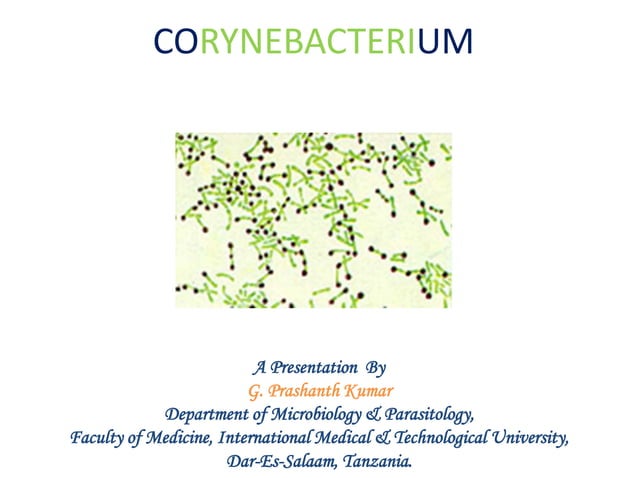 Corynebacterium | PPTX