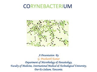 Corynebacterium Xerosis Morphology