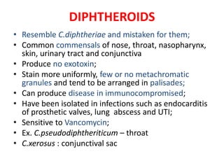 Corynebacterium | PPT