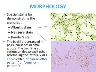 Corynebacterium Diphtheriae Chinese Letters