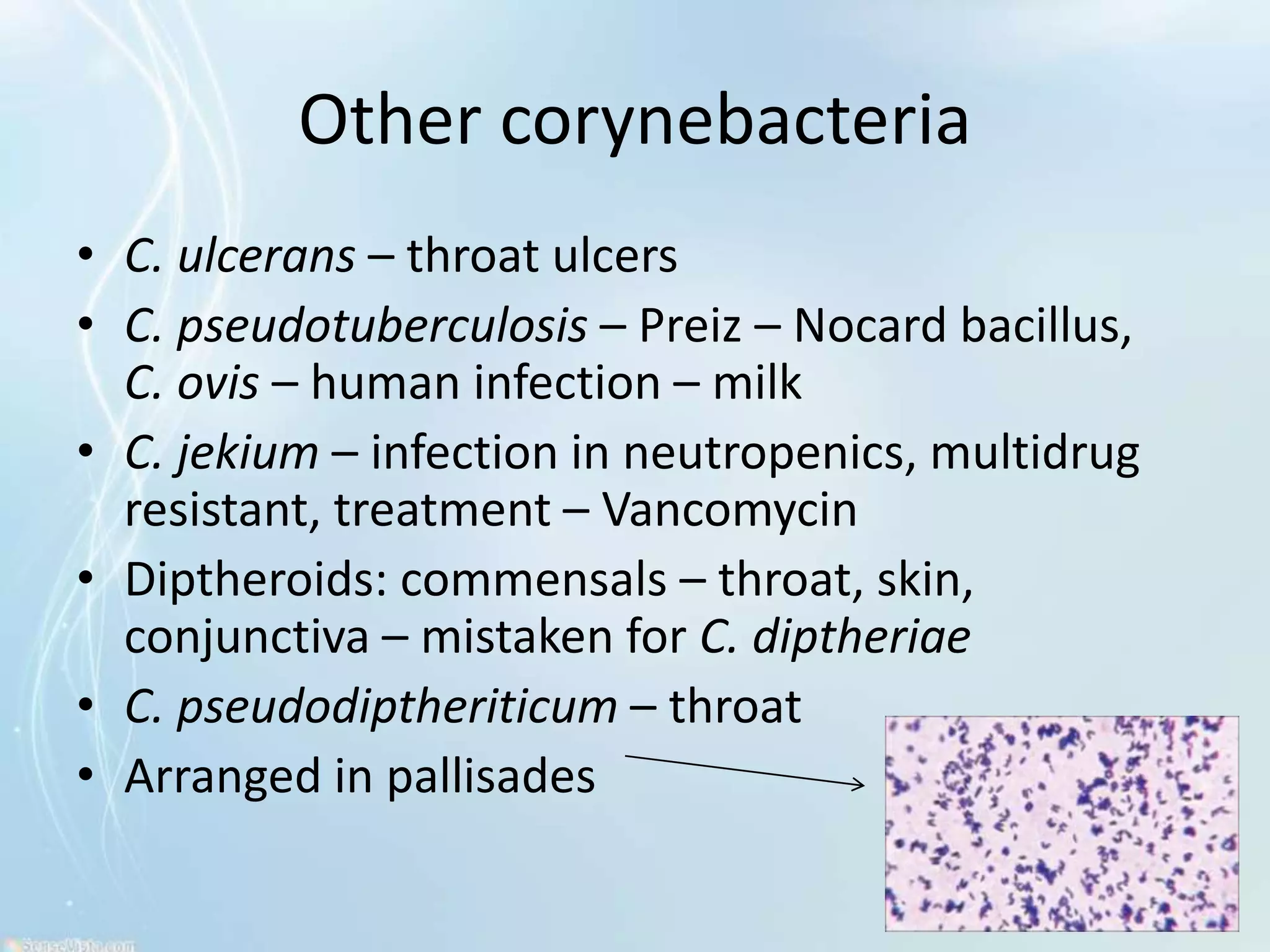 Corynebacterium | PPTX