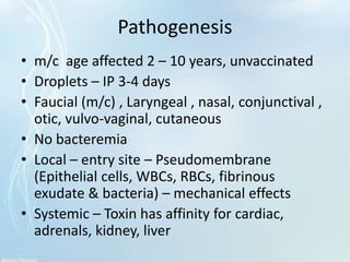 Corynebacterium | PPTX