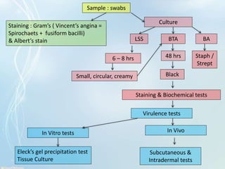 Corynebacterium | PPTX