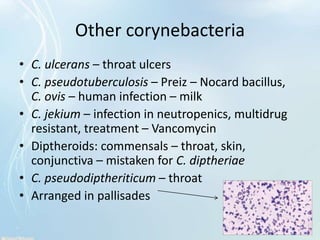 Corynebacterium | PPTX