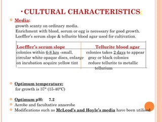 Corynebacterium | PPT