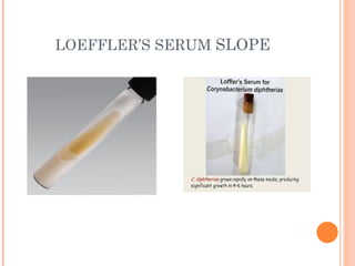 Corynebacterium | PPT