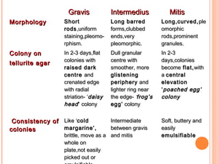 Corynebacterium | PPT