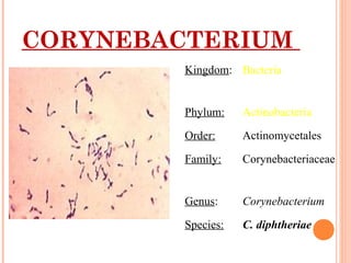 Corynebacterium | PPT