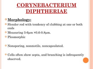 Corynebacterium | PPT