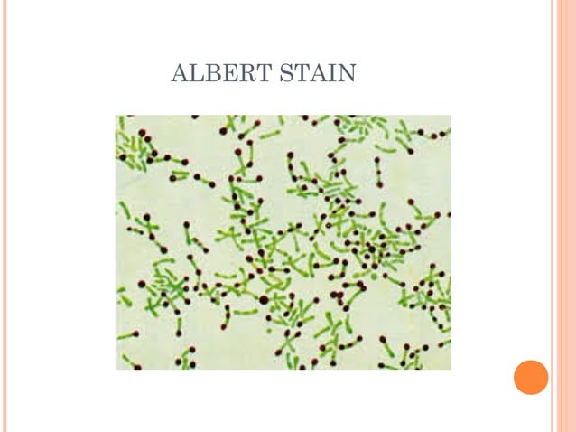 Corynebacterium | PPT