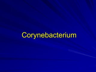 عملي Corynebacterium-1 (Muhadharaty).ppt