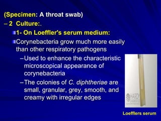 عملي Corynebacterium-1 (Muhadharaty).ppt