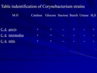 عملي Corynebacterium-1 (Muhadharaty).ppt