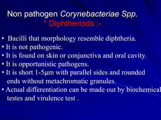 عملي Corynebacterium-1 (Muhadharaty).ppt
