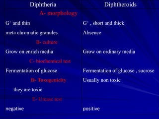 عملي Corynebacterium-1 (Muhadharaty).ppt