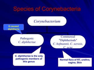 عملي Corynebacterium-1 (Muhadharaty).ppt