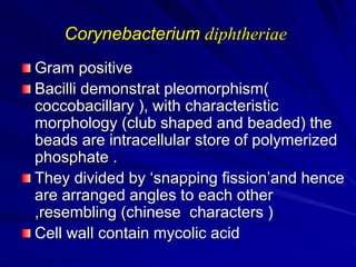عملي Corynebacterium-1 (Muhadharaty).ppt