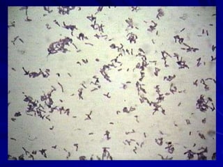 عملي Corynebacterium-1 (Muhadharaty).ppt