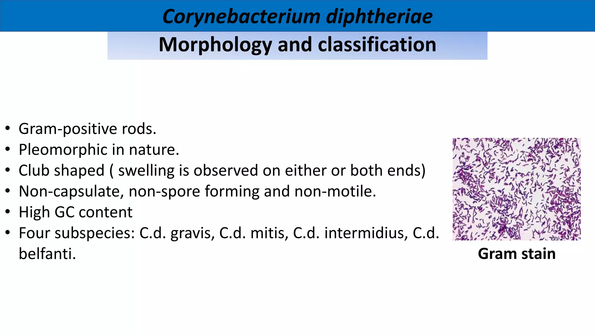 Corynebacterium diphtheriae | PPTX