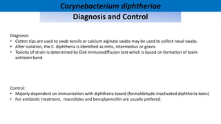 Corynebacterium diphtheriae | PPT