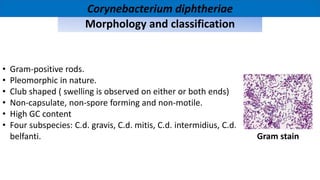 Corynebacterium diphtheriae | PPT