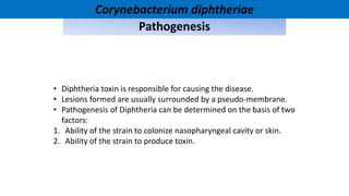 Corynebacterium diphtheriae | PPT