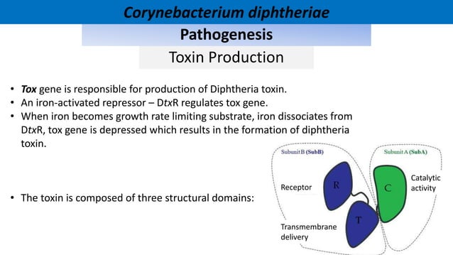Corynebacterium diphtheriae | PPT