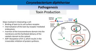 Corynebacterium diphtheriae | PPT