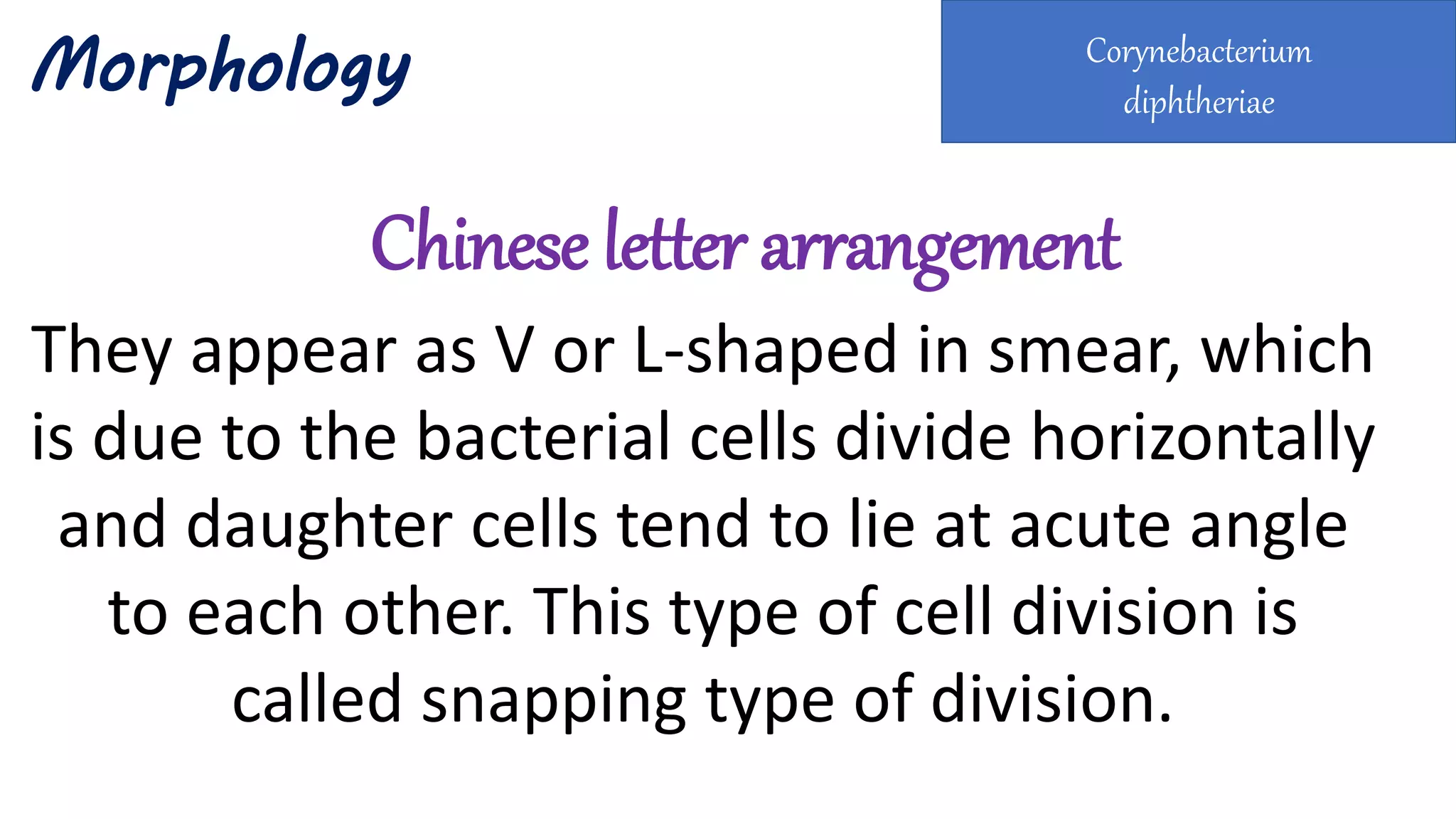 Corynebacterium | PPTX