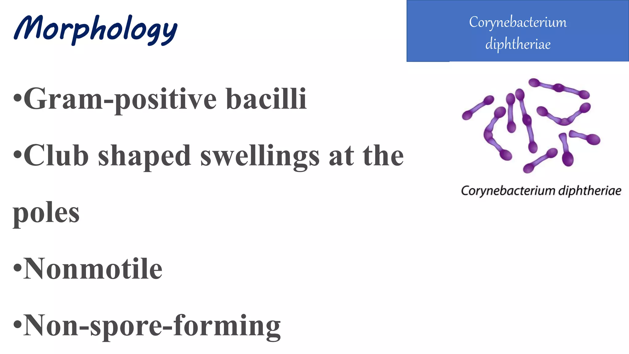 Corynebacterium | PPTX