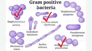 Corynebacterium | PPTX