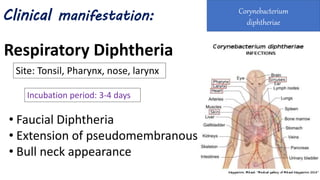 Corynebacterium | PPTX