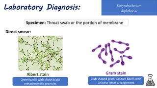 Corynebacterium | PPTX