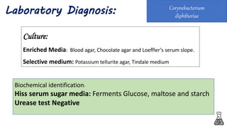 Corynebacterium | PPTX