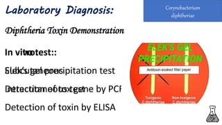Corynebacterium | PPTX