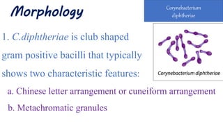 Corynebacterium | PPTX