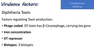 Corynebacterium | PPTX