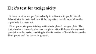 Corynebacterium.pptx | Ear, Nose and Throat Conditions | Diseases and ...