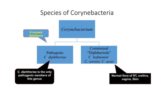 Corynebacterium.pptx | Ear, Nose and Throat Conditions | Diseases and ...