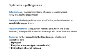 Corynebacterium.pptx | Ear, Nose and Throat Conditions | Diseases and ...